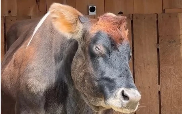 Orphaned Blind Cow Steals Hearts with Her Dance Moves to a ‘Favorite’ Song