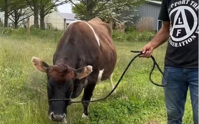 Orphaned Blind Cow Steals Hearts with Her Dance Moves to a ‘Favorite’ Song
