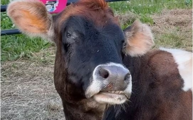 Orphaned Blind Cow Steals Hearts with Her Dance Moves to a ‘Favorite’ Song
