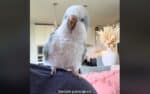 Parrot Asks for Her Favorite Tune to Sing and Dance Along