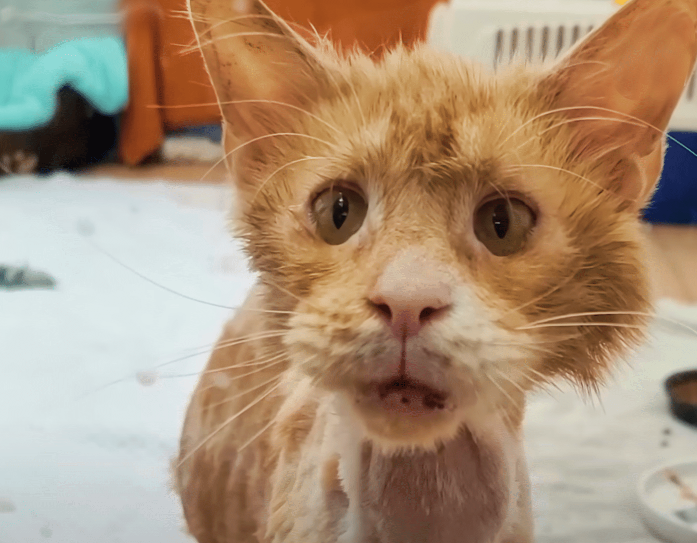 He Said Cat Should Be Put Down, But Woman Knew Better