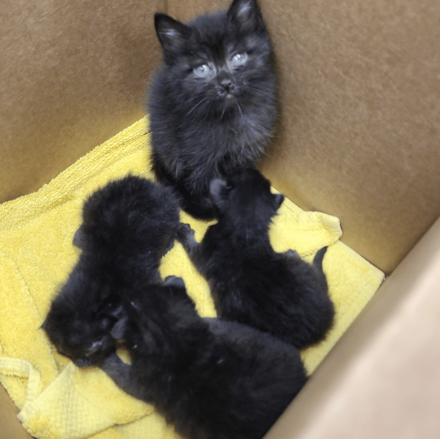 Kitten Found Caring For Orphaned Newborns, Never Leaves Them