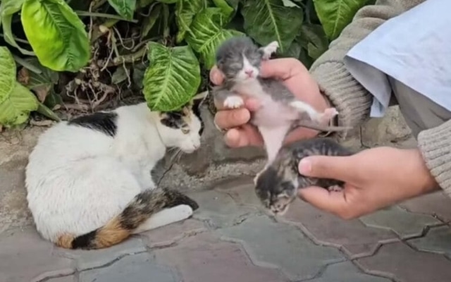 Desperate Mama Cat Brings Dying Kitten to Man, His Response Is ...