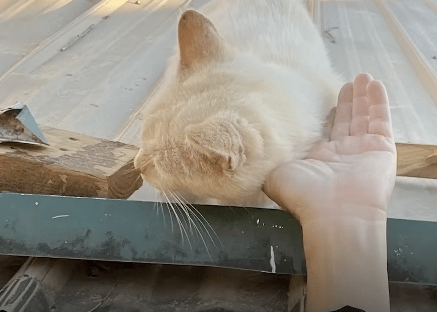 Family's Cat Floats Away On Their Roof, Days Later Man Hears Small Meow