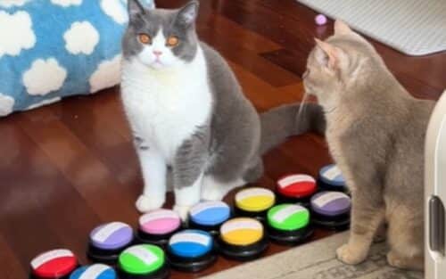 Hooman Says: "I Got My Cats Talking Buttons & Now They Won’t Stop ...