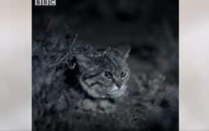 Meet Africa's Smallest and Deadliest Cat – Here's Why It's So Fearsome