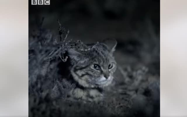Meet Africa's Smallest and Deadliest Cat – Here's Why It's So Fearsome