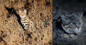 Africa’s Deadliest Small Cat Hunts With Lethal Precision - Animal ...