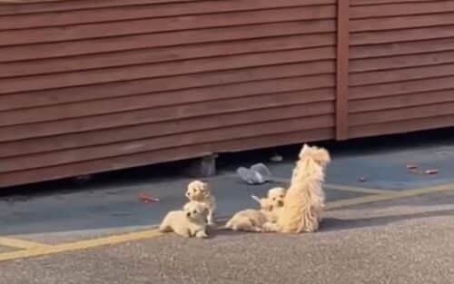 Dog Begs Human to Follow Her to Help with an Adorable Surprise - Cat ...