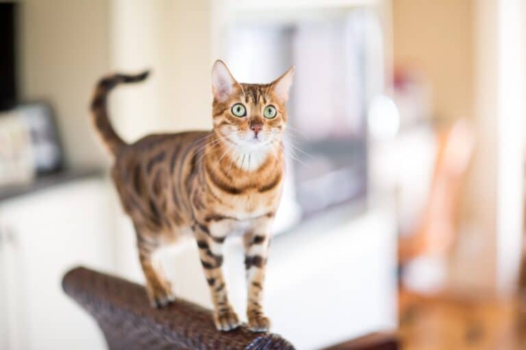 15 Reasons Your Cat Is the Most Unique Pet You Can Have