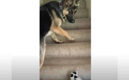 Dog Notices Tiny Kitten Struggling with Stairs and Steps In to Help ...