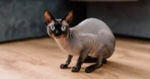 Top 7 Cat Breeds That Are Naturally Bold and Brave