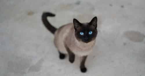 Top 15 Cat Breeds for People Who Love Snuggles