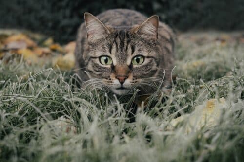 15 Reasons Cats Make the Best Companions
