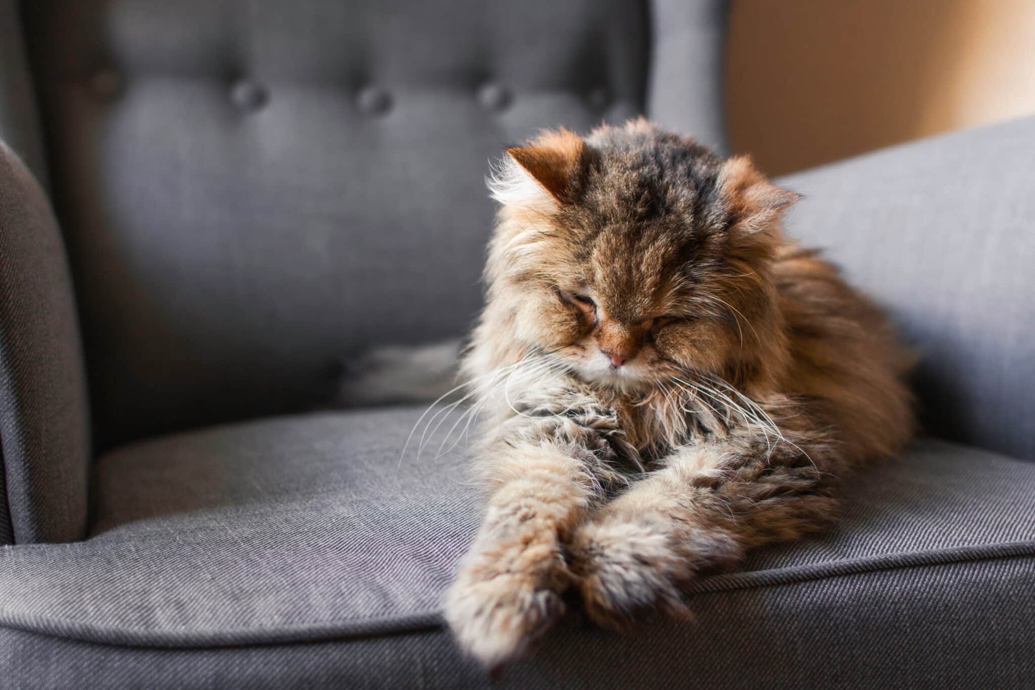12 Reasons Your Cat Is Always Ready for a Nap