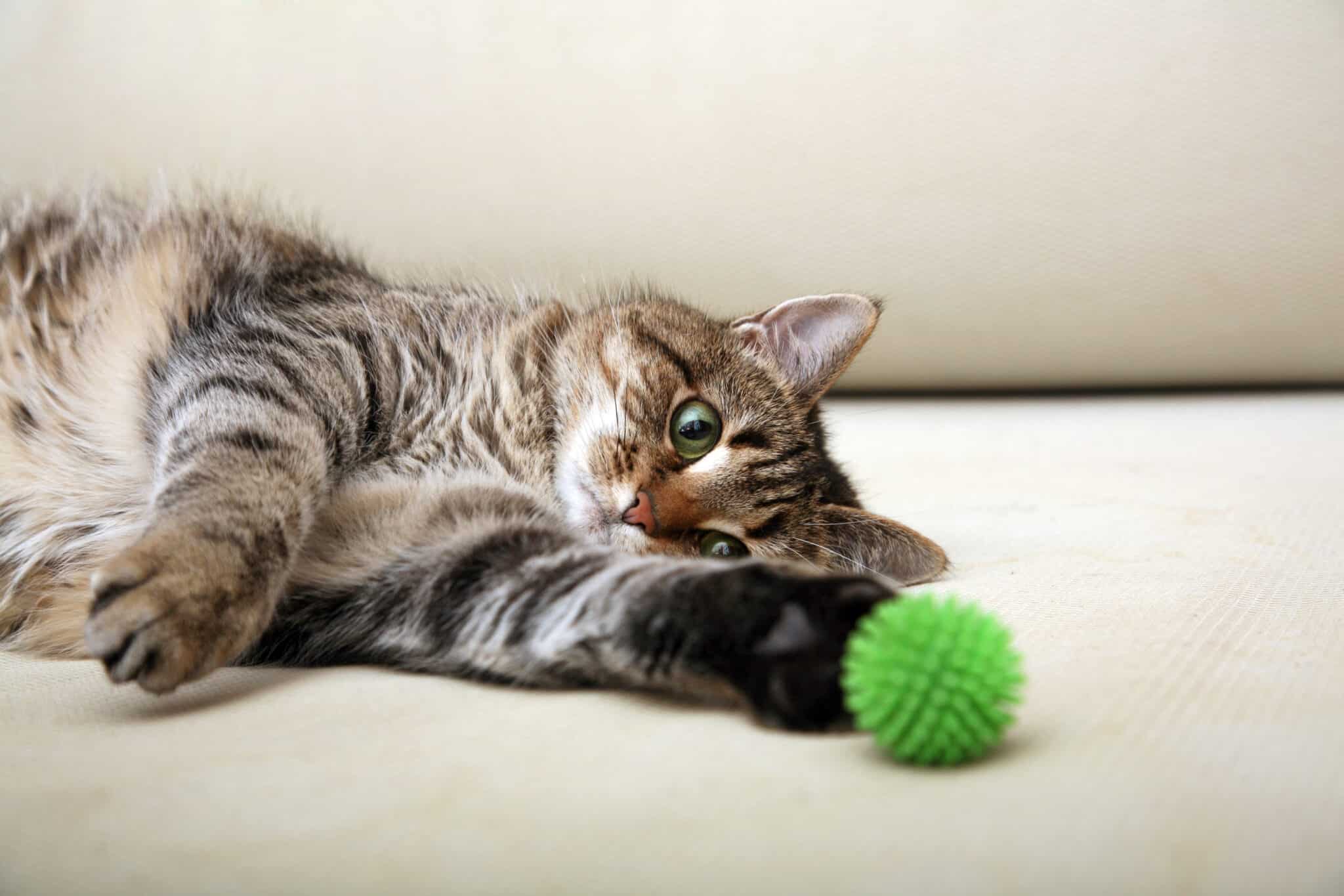 12 Reasons Your Cat Is Always Ready for a Nap