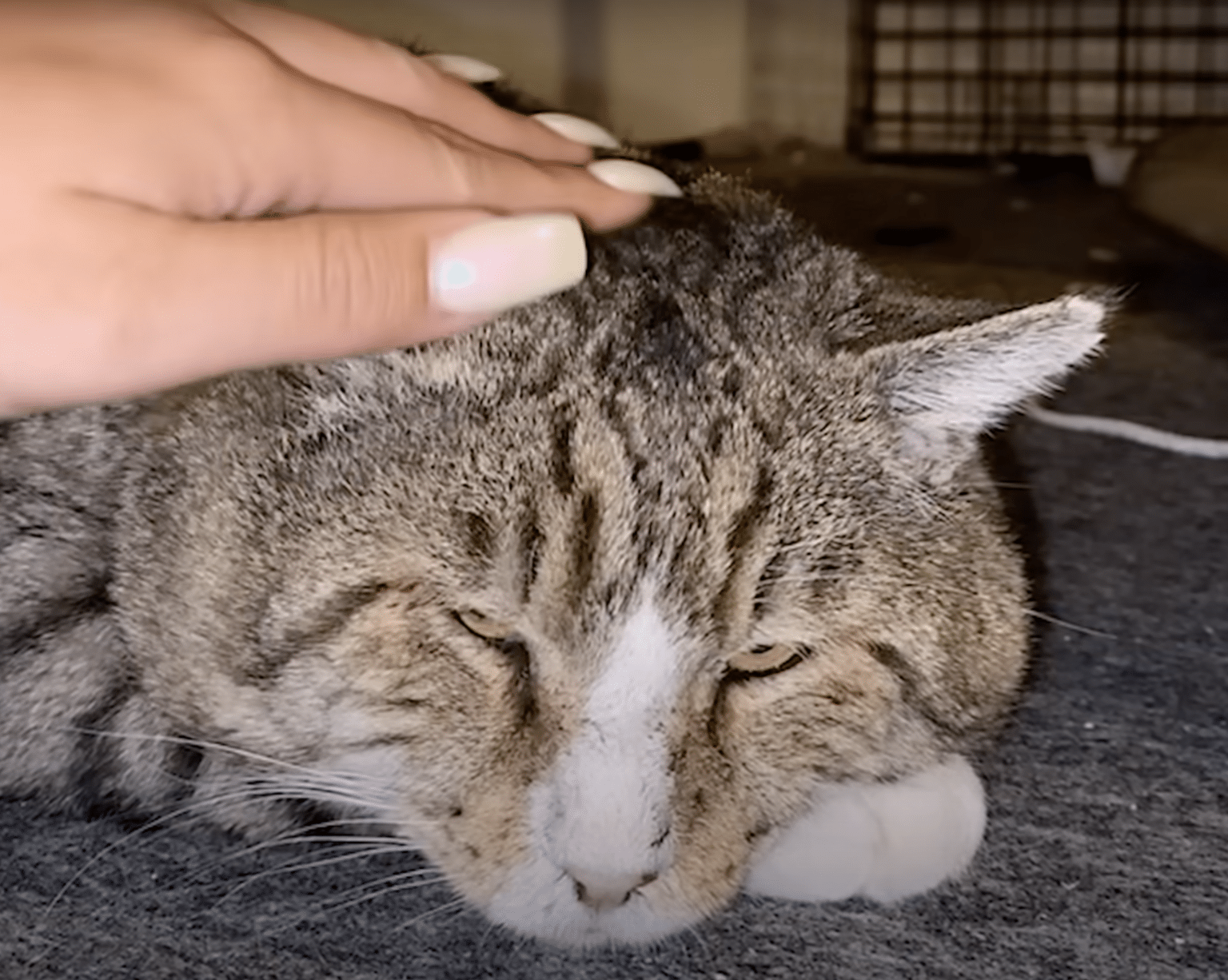 Hissing Stray Walked Into Woman's Living Room And Looked Around
