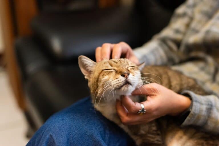 13 Clues Your Cat Has a Soft Spot for You