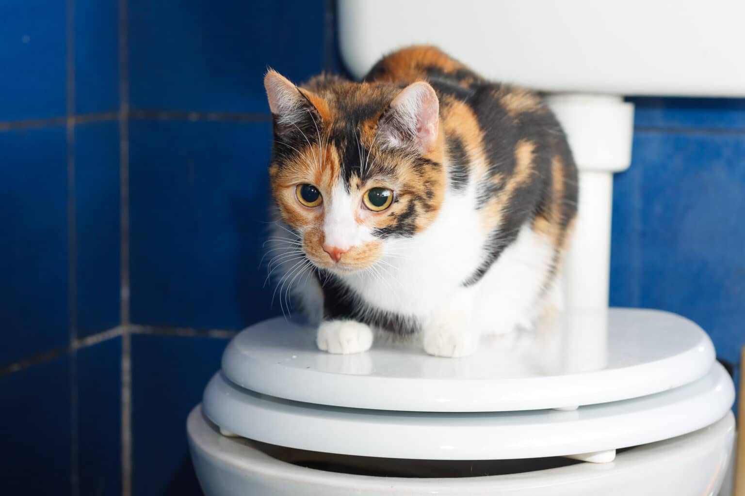 11 Ways Your Cat Makes Sure You're Their Favorite Human