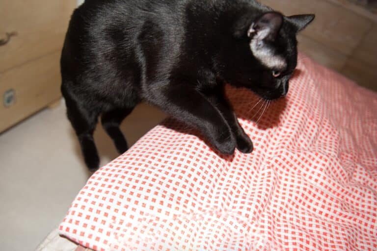 15 Signs Your Cat Are Masters of the Sneak Attack