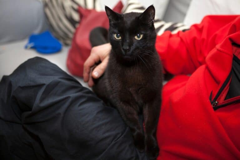 Happy Healthy Cat Month: 15 Ways to Keep Your Kitty Thriving