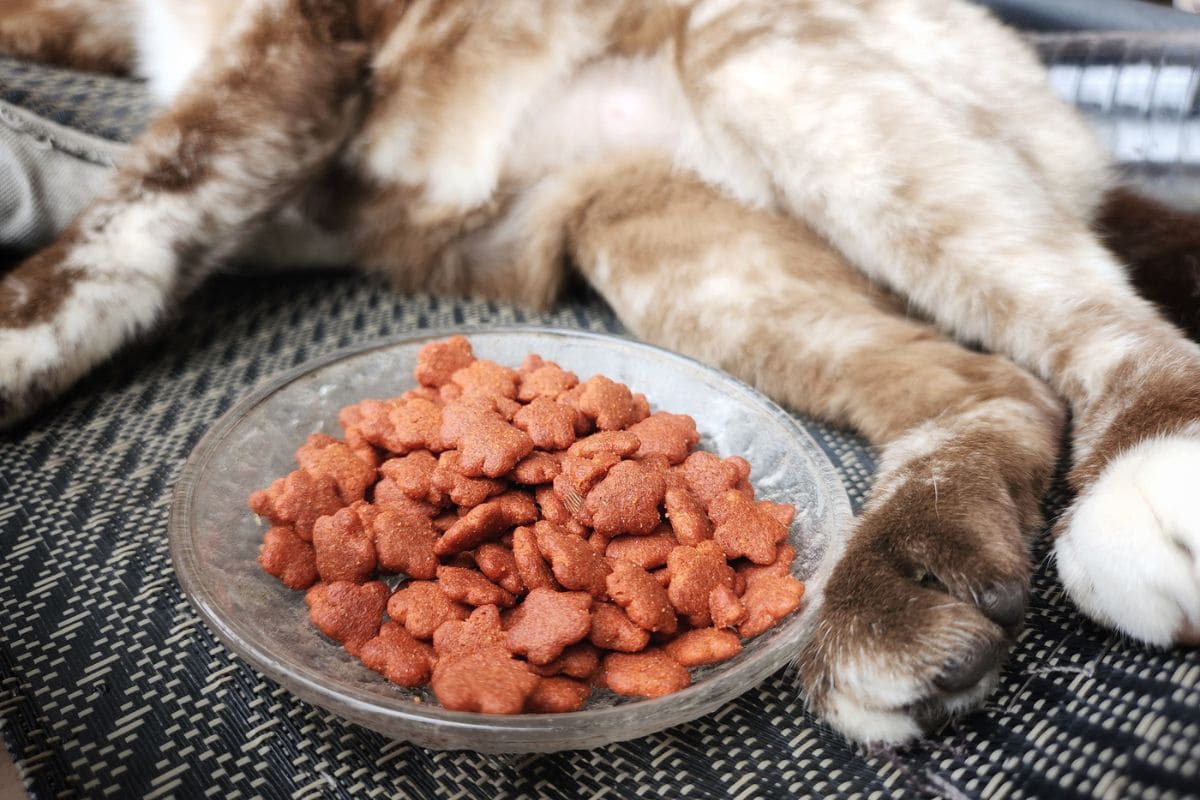 Adding water to your cat’s kibble: good idea or bad move?