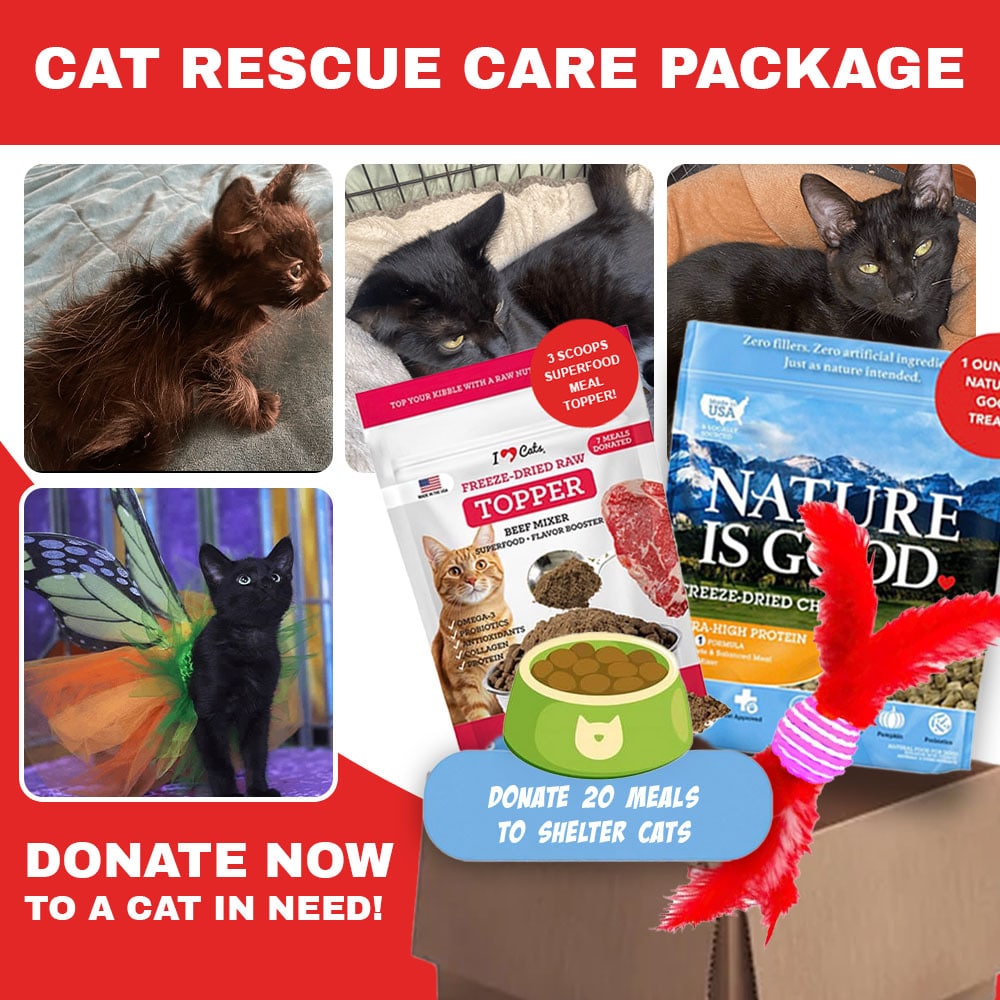 Send A Cat Rescue Care Package To A Rescue Cat In Need - iHeartCats.com