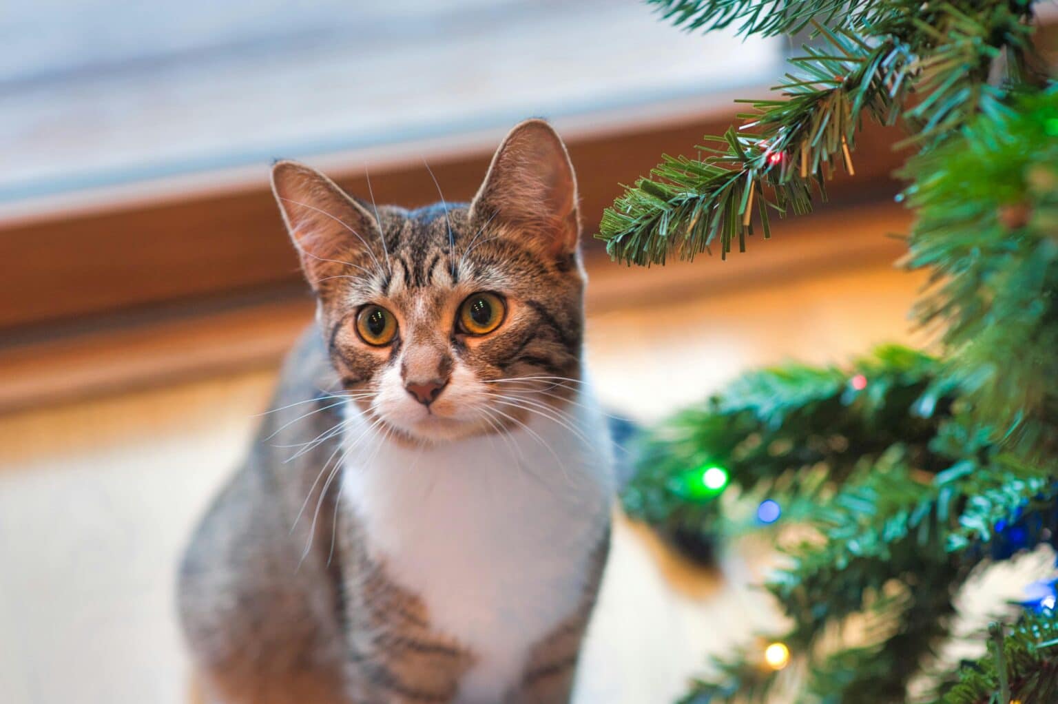 9 Christmas Cat Inflatables Bursting with Feline Festivity