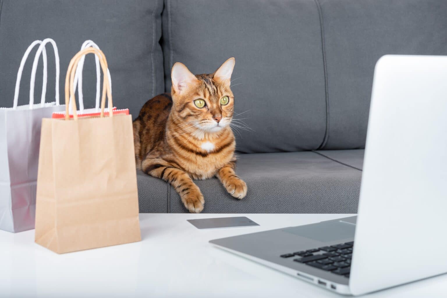Don’t Miss These Early Black Friday Cat Deals & Steals!