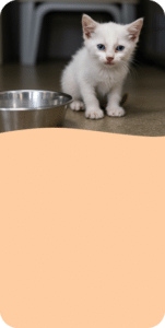 Home - iHeartCats.com