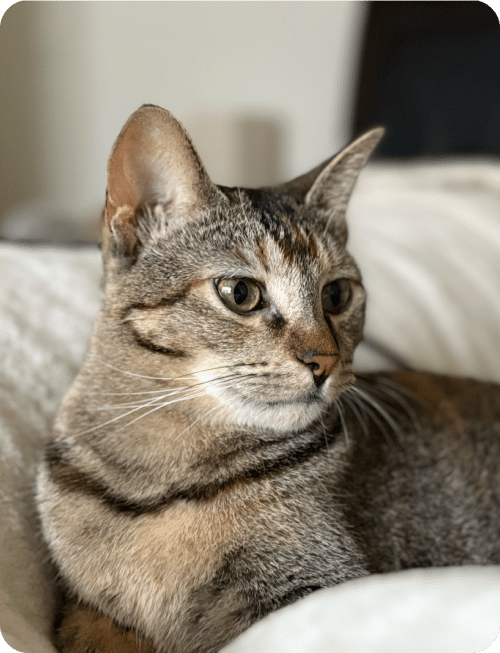 Care Package - iHeartCats.com