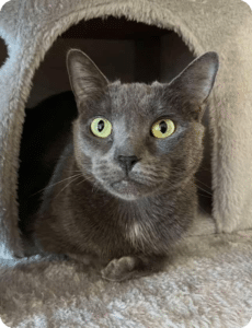 Care Package - iHeartCats.com