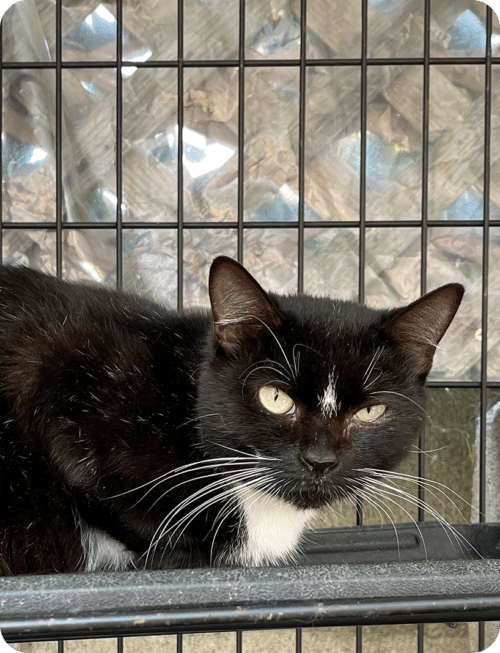 Care Package - iHeartCats.com