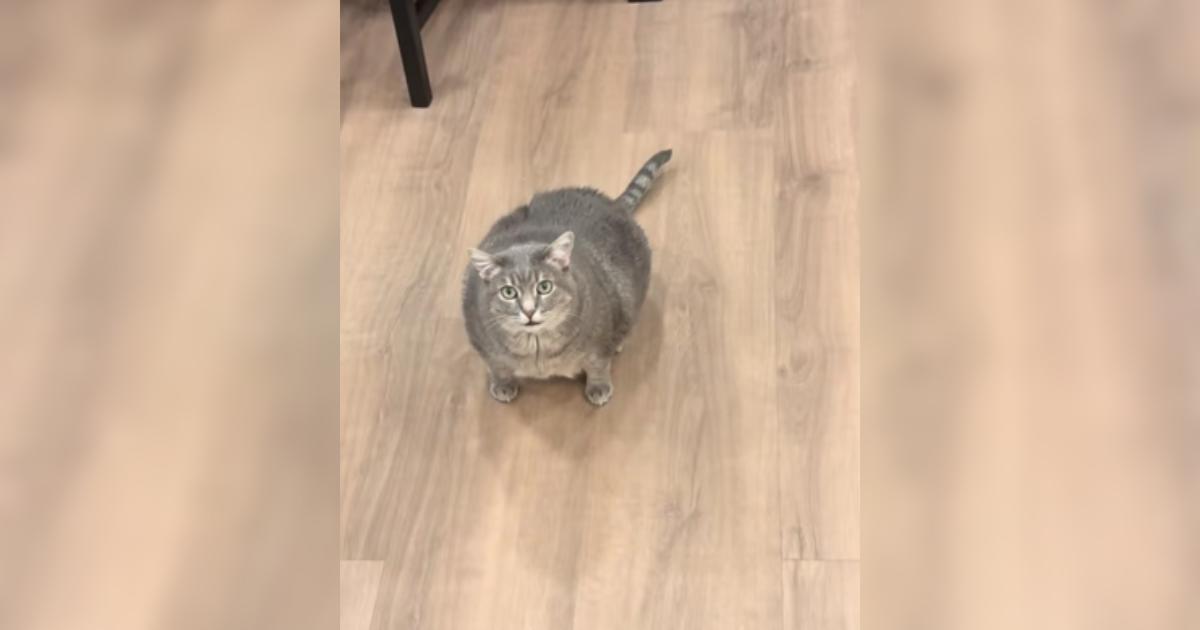 Breakfast Was Delayed, and This Cat Was Ready to Debate