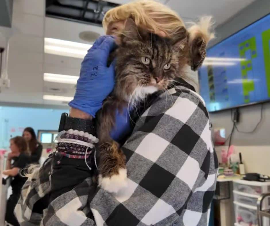 Rescue Cat Finds Forever Home After Heartbreaking Fall Transforms Life ...