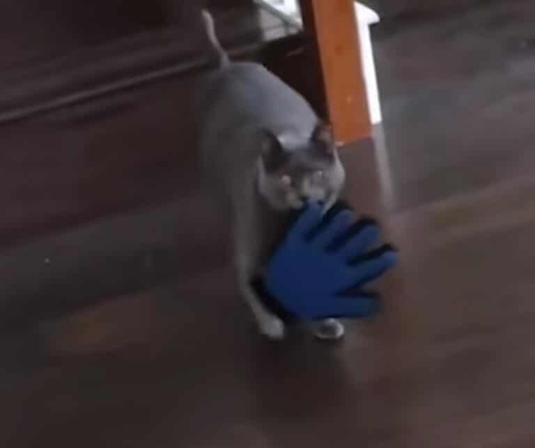 This Cat Thinks Bras Are the Perfect Gift and She Won’t Stop Delivering ...