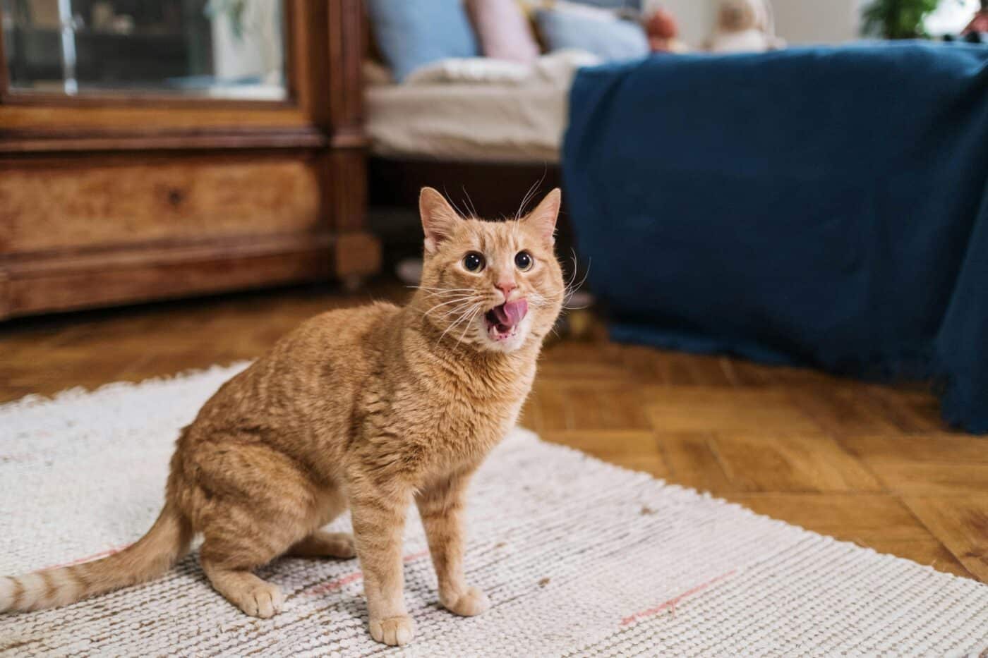 7 Best Fish Cat Treats