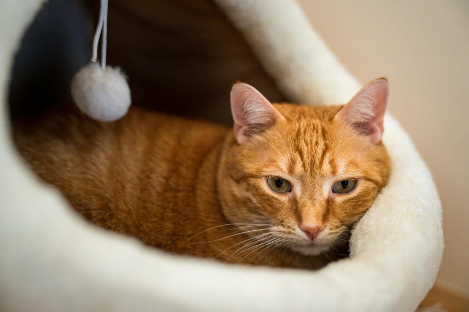 The Best Heated Cat Beds & Pads for Safe and Dreamy Naps