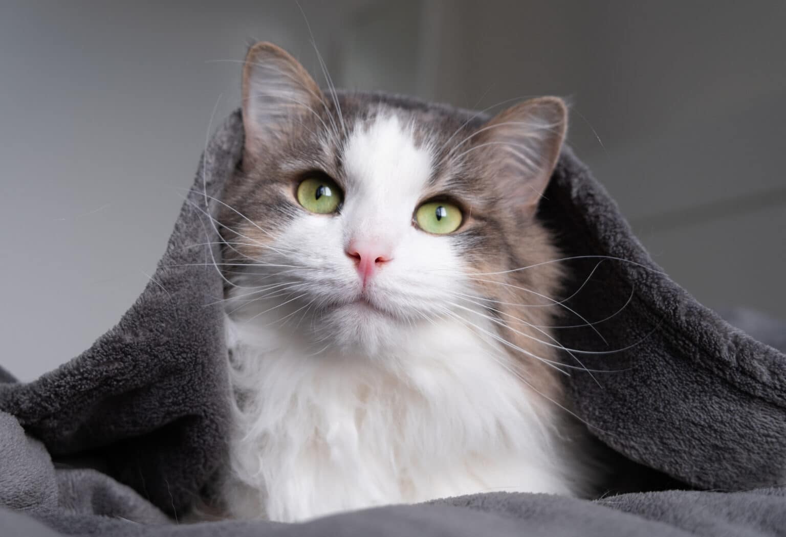 The Best Heated Cat Beds & Pads for Safe and Dreamy Naps