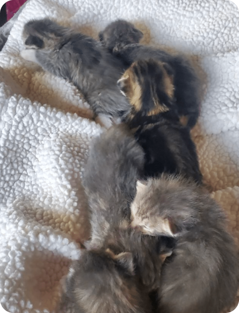 Purrfect Start Program - iHeartCats.com