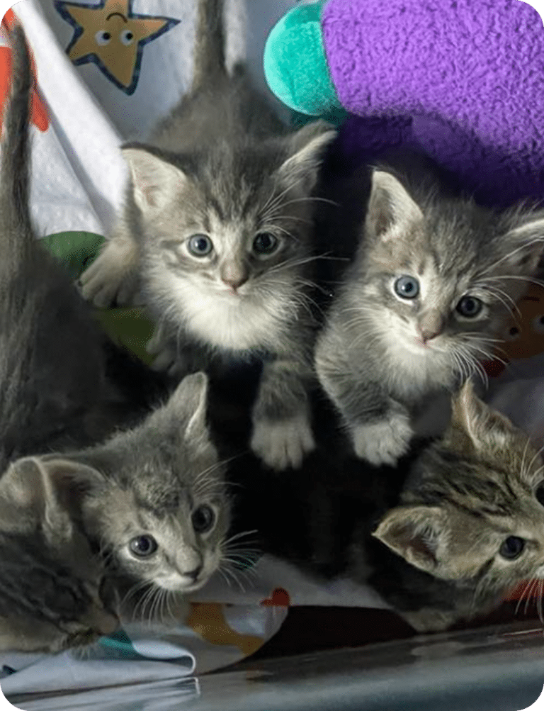 Purrfect Start Program - iHeartCats.com