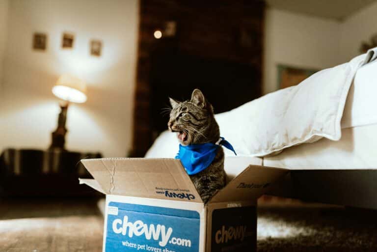 Meet Chewy Made: Your Favorite Cat Products at Chewy Have a New Look