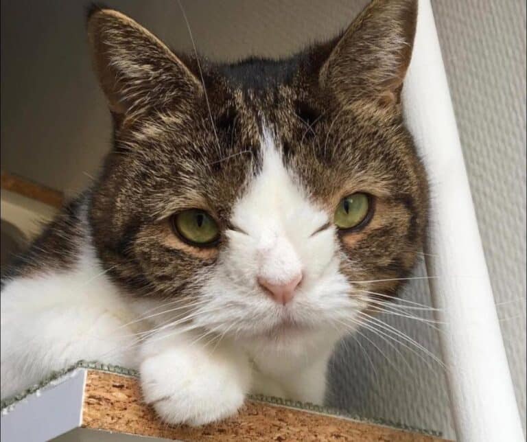 Beloved Special-Needs Cat Monty Passes Away After a Life Filled With ...